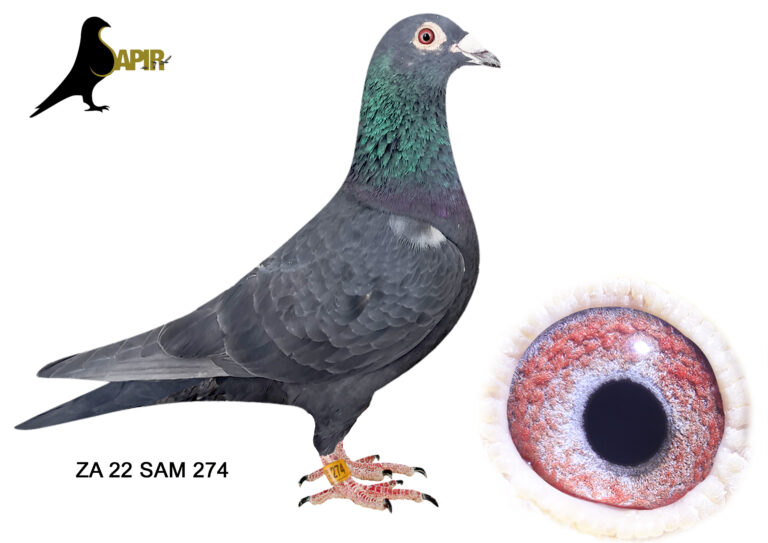 .LOT 8 SAPIR OLR AUCTION 3 -UTHEMBAKELE LOFTS – ZA 22 SAM 274 BLACK – SIRE: 004 MAG 16 ZA ...