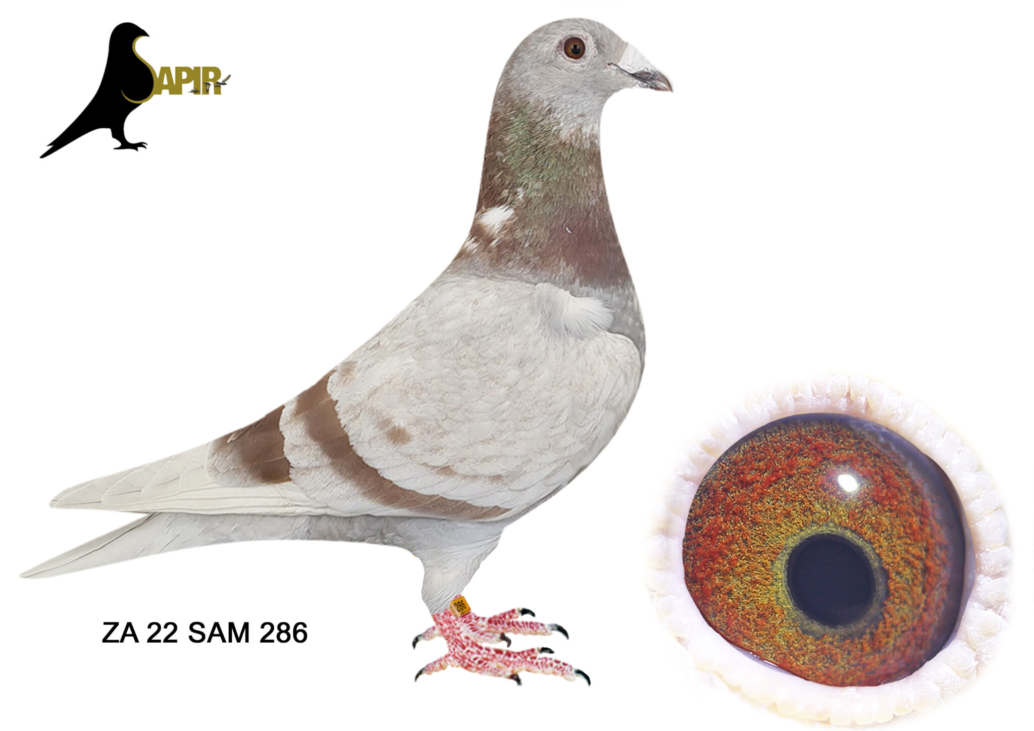 LOT 27 SAPIR OLR AUCTION 3 -SAMUEL LOFTS – ZA 22 SAM 286 MEALY – SIRE:267 TONY 17 ROSATO ...