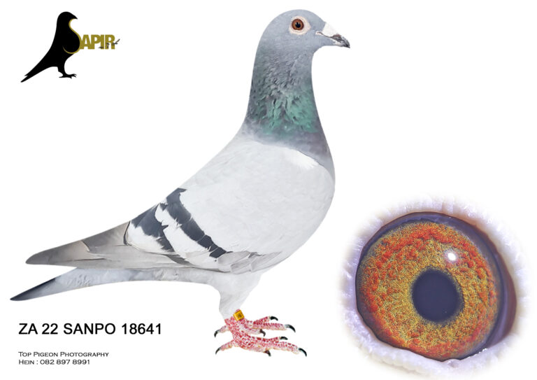 LOT 29 SAPIR AUCTION 2 – HENDRIK BARDENHORST / GLEN ALLEN LOFTS – ZA 22 SANPO 18641 – SIRE: 0159 ...