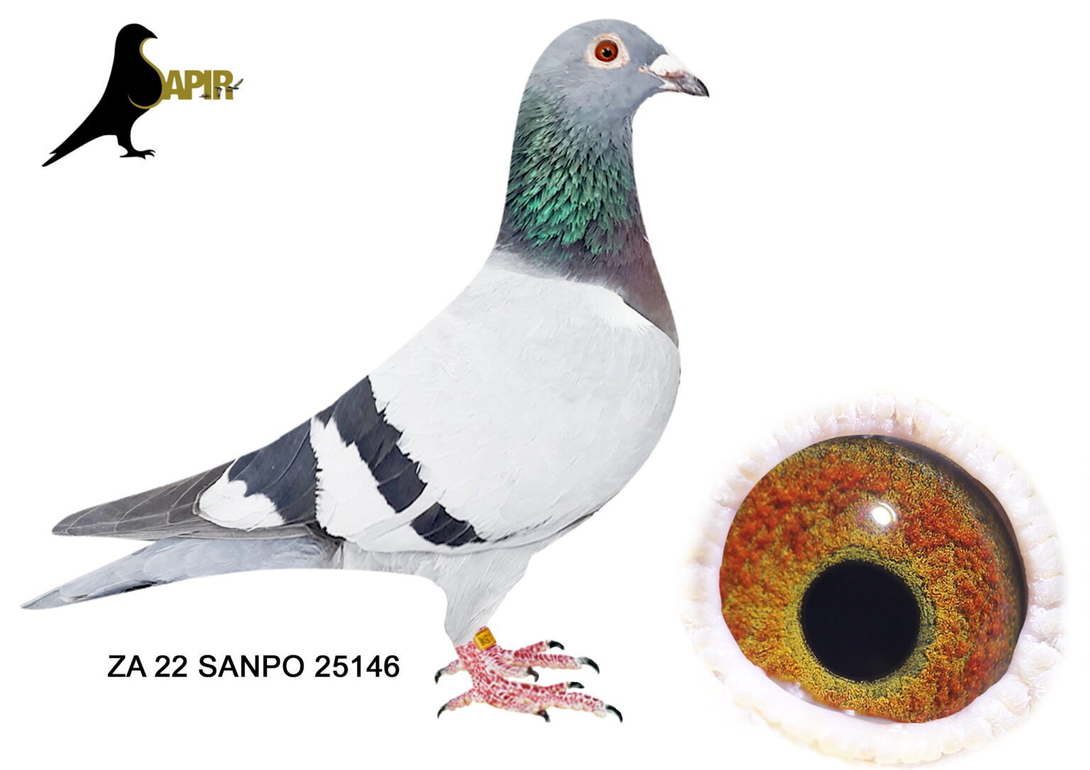 LOT 19 SAPIR OLR AUCTION 3 -DANIE ERASMUS – ZA 22 25146 BBAR – SIRE: ZA 21 PSWU 1357. TOM LOCK ...