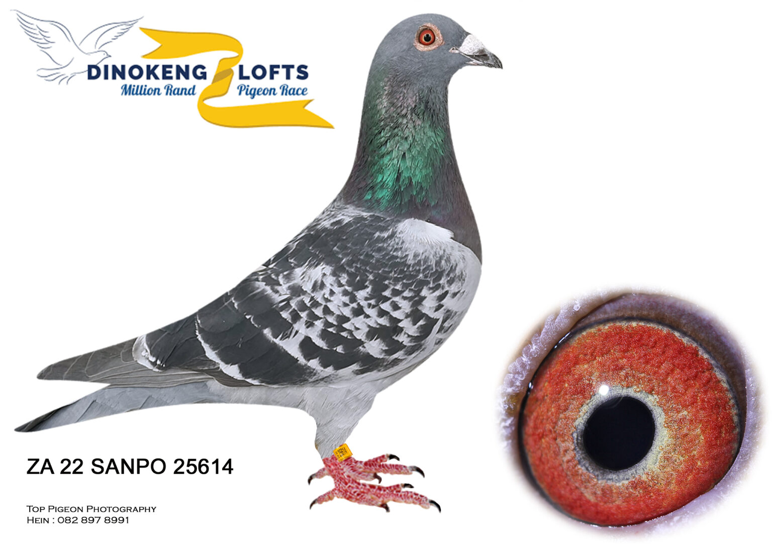 Lot 63 Dinokeng Auction 3-WILLIE MUNNIK_ZA SANPO 22 25614 – SIRE: 10 BELG 4323550 Alias “1 ...