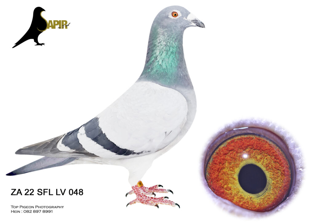 LOT 19 SAPIR AUCTION 2 – VISSER/DEETLEFS/DU PREEZ – ZA 22 SFL/LV 048 – SIRE: 1471 SRSP 21 ...