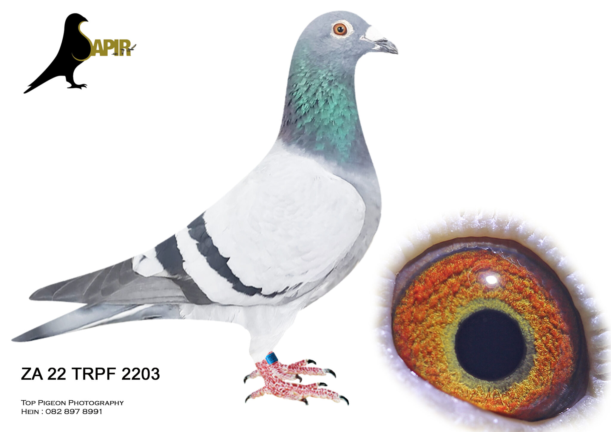 LOT 15 SAPIR AUCTION 2 – HIGHLANDERS LOFTS – ZA 22 TRPF 2203 -SAME BRED FLEW2ND SAPIR FINAL 2023 ...