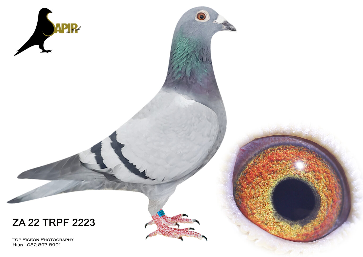 LOT 10 SAPIR AUCTION 2 – HIGHLANDER LOFTS – ZA 22 TRPF 2223 BBAR -SAMEBRED FLEW 2ND SAPIR FINAL ...