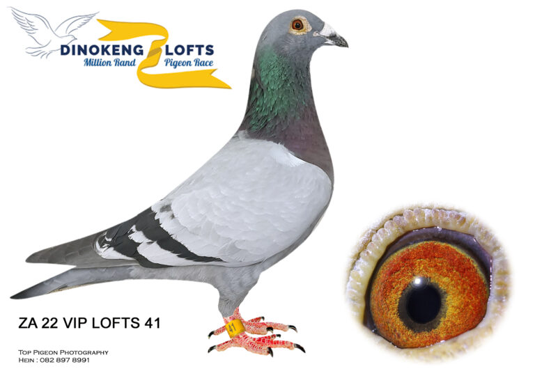 Lot 92 Dinokeng Auction 3-SPKAV SYNDICATE-ZA VIP LOFTS 22 41 – SIRE : ZA 17 NKMR 1704 “KRUGER ...