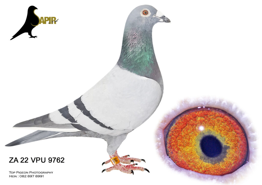 .LOT 5 SAPIR AUCTION 2 – OOA & RVVA – ZA 22 VPU 9762 BBAR WF – SIRE: CLAUSING/SIERENS/TOM LOCK ...