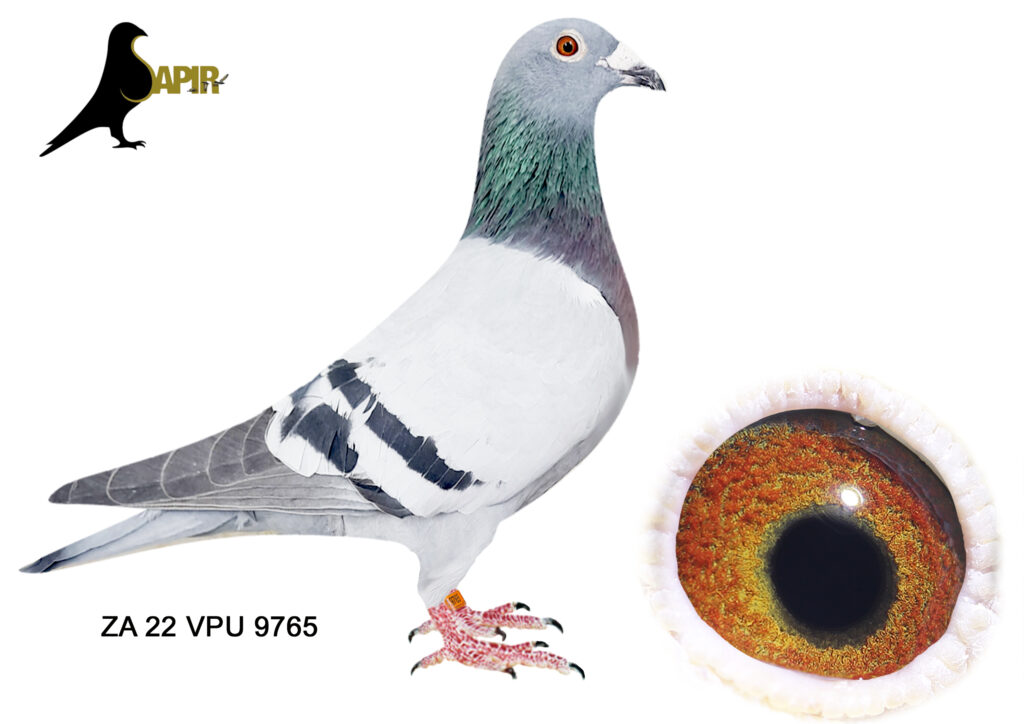 LOT 12 SAPIR OLR AUCTION 3 – OOA & RVVA – ZA 22 VPU 9765 BBAR – SIRE:OSCAR/VERBRUGGEN/JANSEN ...