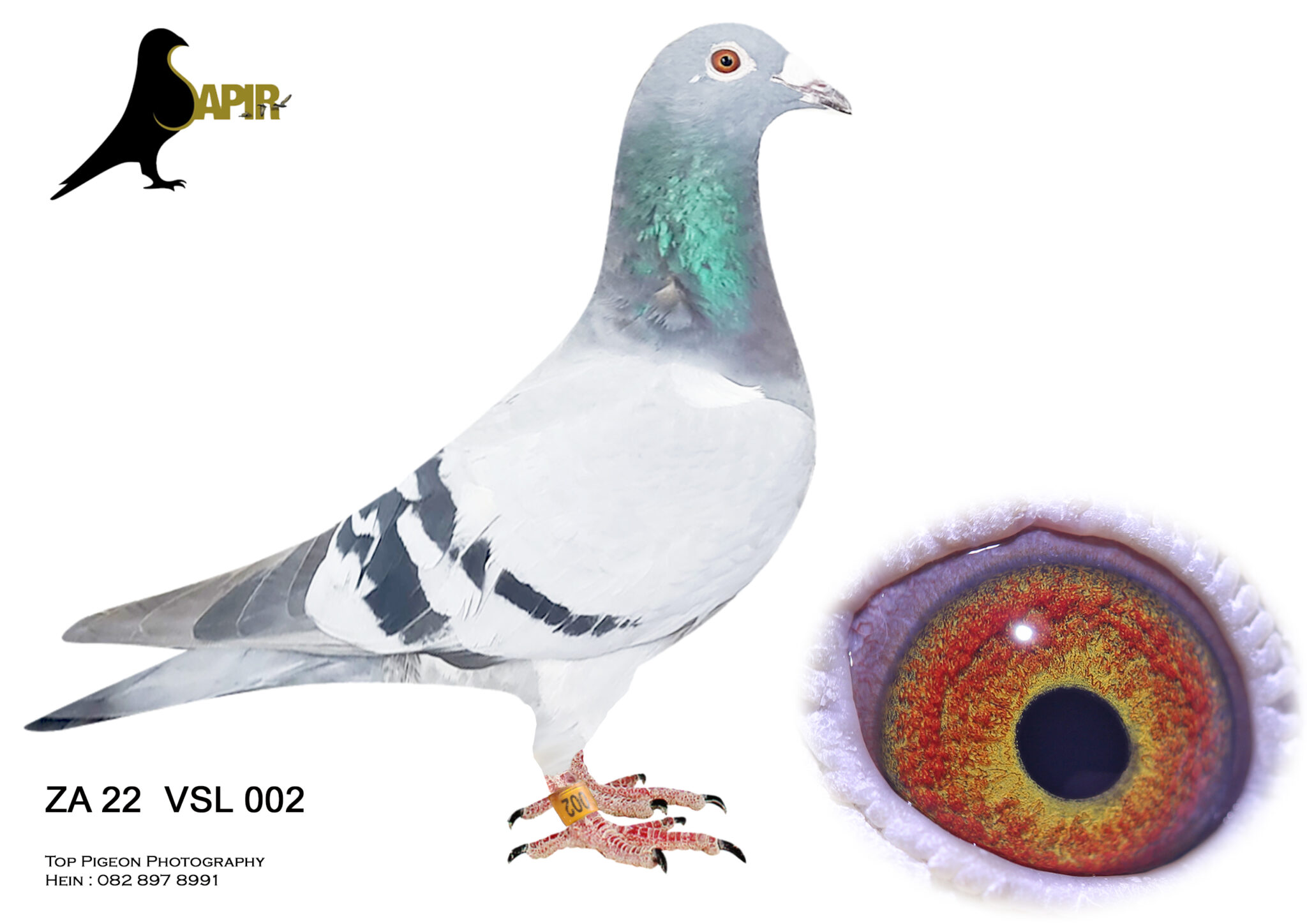 .LOT 9 SAPIR AUCTION 2 – VAN SCHOOR LOFTS – ZA 22 VSL 002 BBAR – sire: 854 GFL 14 “MARVEL”. GR ...