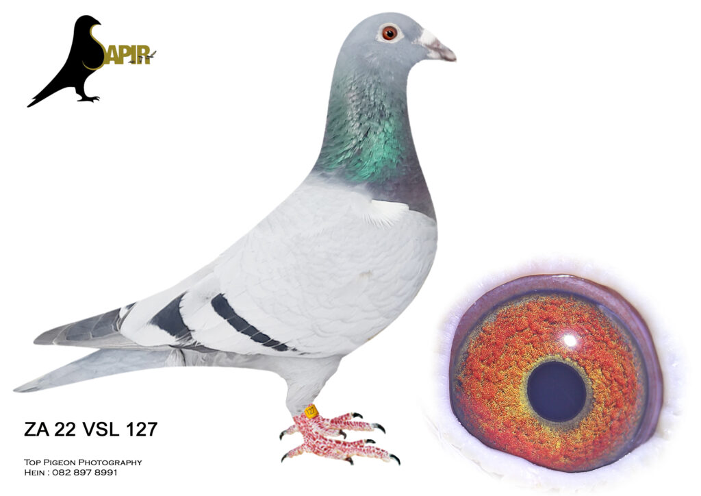 LOT 12 SAPIR AUCTION 2 – VAN SCHOOR LOFTS – ZA 22 VSL 127 BBAR – 5TH HOTSPOT 3 ——-SIRE: 171 ZA ...