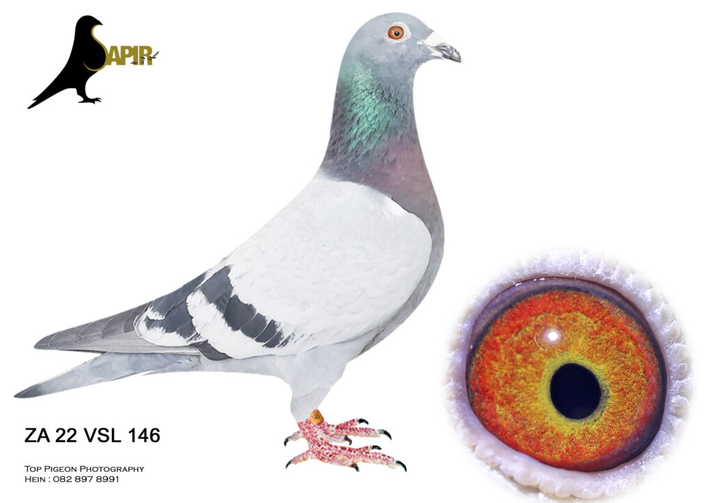 LOT 25 SAPIR AUCTION 2 – VAN SCHOOR LOFTS – ZA 22 VSL 146 – SIRE:854 GFL 14 “MARVEL” Colou BB GR ...