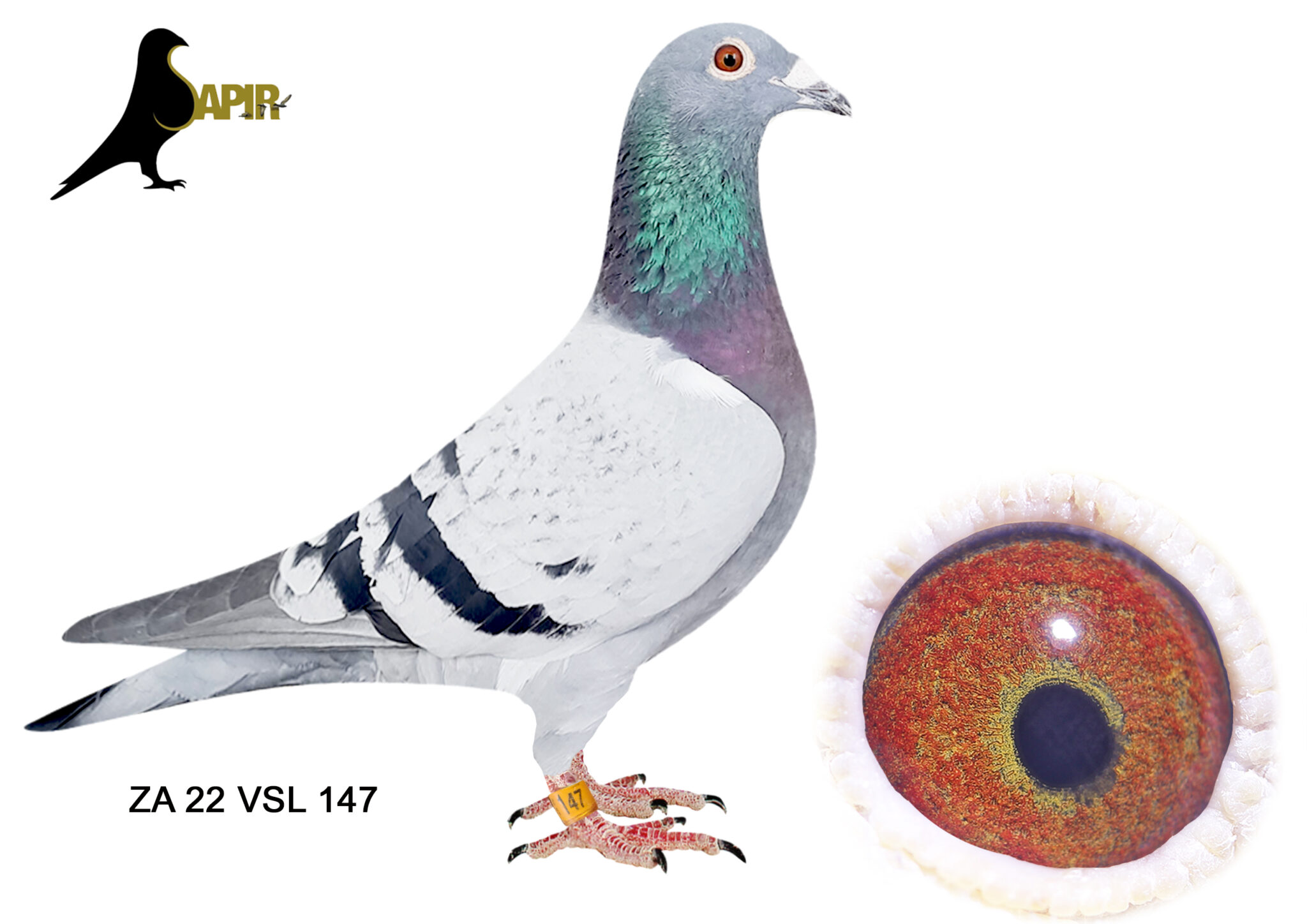 .LOT 1 SAPIR OLR AUCTION 3 – VAN SCHOOR LOFTS – ZA 22 VSL 147 BBAR – SIRE:854 GFL 14 “MARVEL ...