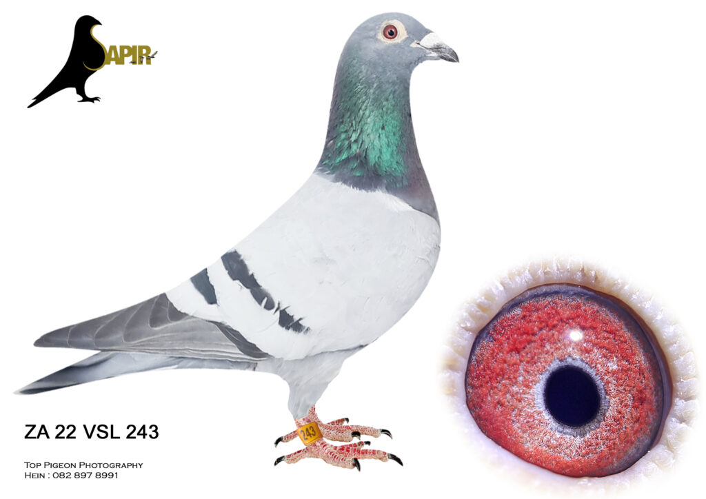 LOT 22 SAPIR AUCTION 2 – VAN SCHOOR LOFTS – ZA 22 VSL 243 – SIRE:416 ZA VSL 19 JNR WHITE EYE ...