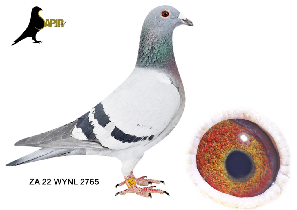 LOT 20 SAPIR OLR AUCTION 3 – DIE OU SKUUR HOKKE – ZA 22 WYNL 2765 BBAR – SIRE:39 DPL LOFT 20 ...