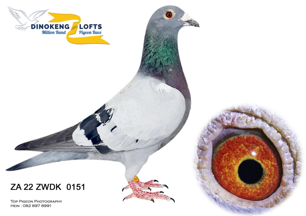 z..Lot 107 Dinokeng Auction 3-FOUR WORX-ZA ZWDK 22 0151(NO PEDIGREE)