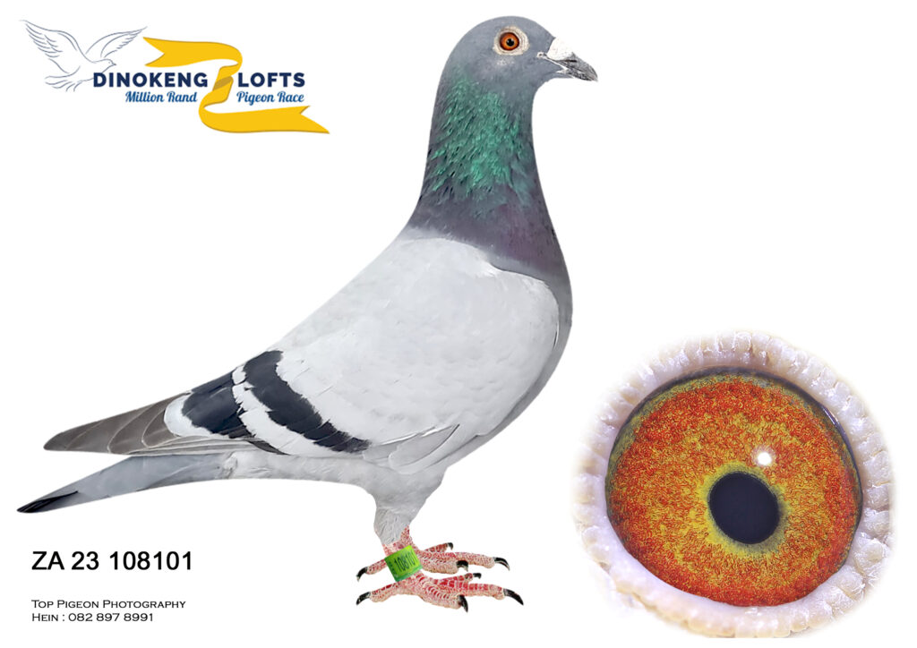 LOT 11 DINOKENG OLR AUCTION 4 A -AJD PARTNERS – ZA 2023 108101 EAGLE (Bred by Anton Schonken ...