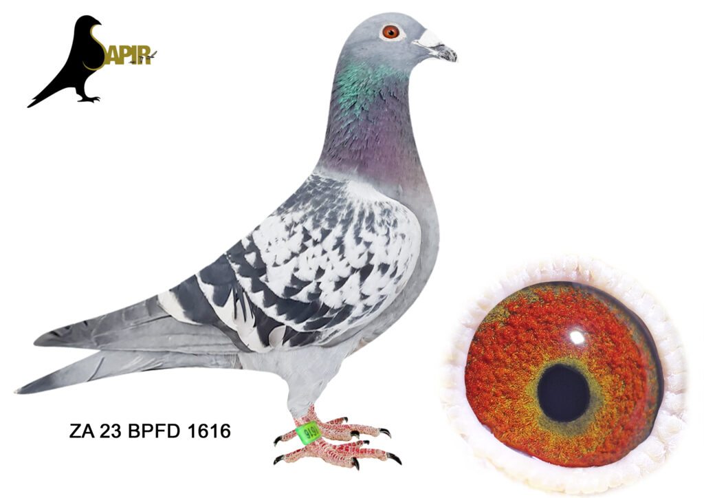 LOT 29 SAPIR OLR AUCTION 3 -BRADBURY/FREEMAN/VDLINDE (BRED BY JAMES VAN DER LINDE)- ZA 23 BPFD ...