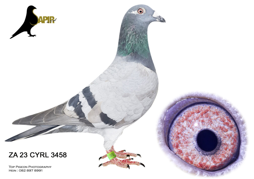 LOT 16 SAPIR AUCTION 2 – DIRK GROBLER (BRED BY BENEKE LOFTS) – ZA 23 CYRL 3458 BBAR – SIRE:ZA 20 ...