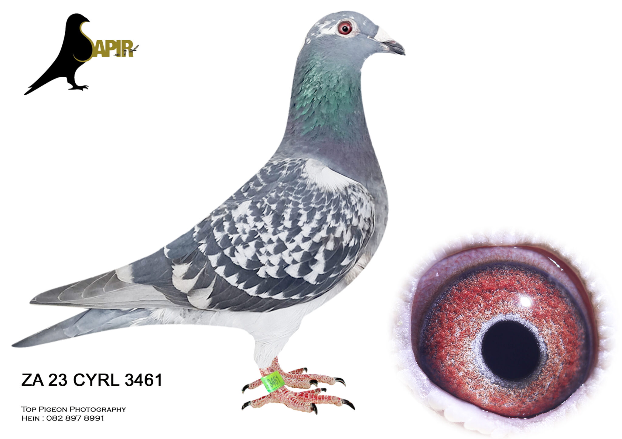 .LOT 1 SAPIR AUCTION 2 – AC BOTHMA (BRED BY BENEKE LOFTS) – ZA 23 CYRL 3461 CH PIED – HALF ...