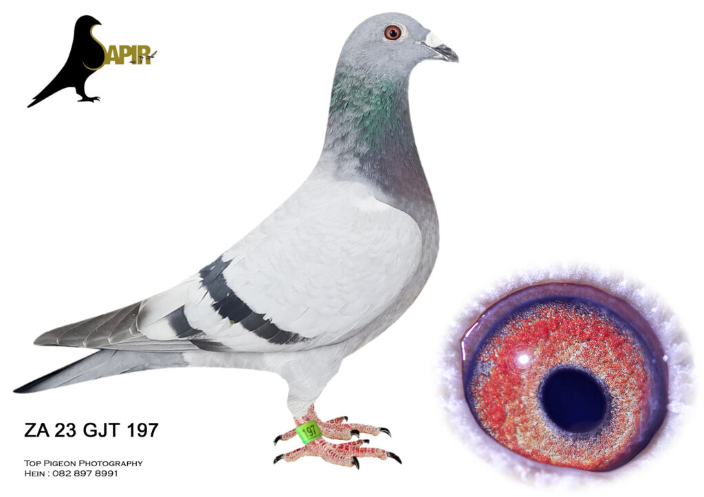 LOT 30 SAPIR AUCTION 2 – SAPIR TRACKER – ZA 23 GJT 197 BBAR -SIRE : ZA WRRPA 07151-15 “MELT’S ...
