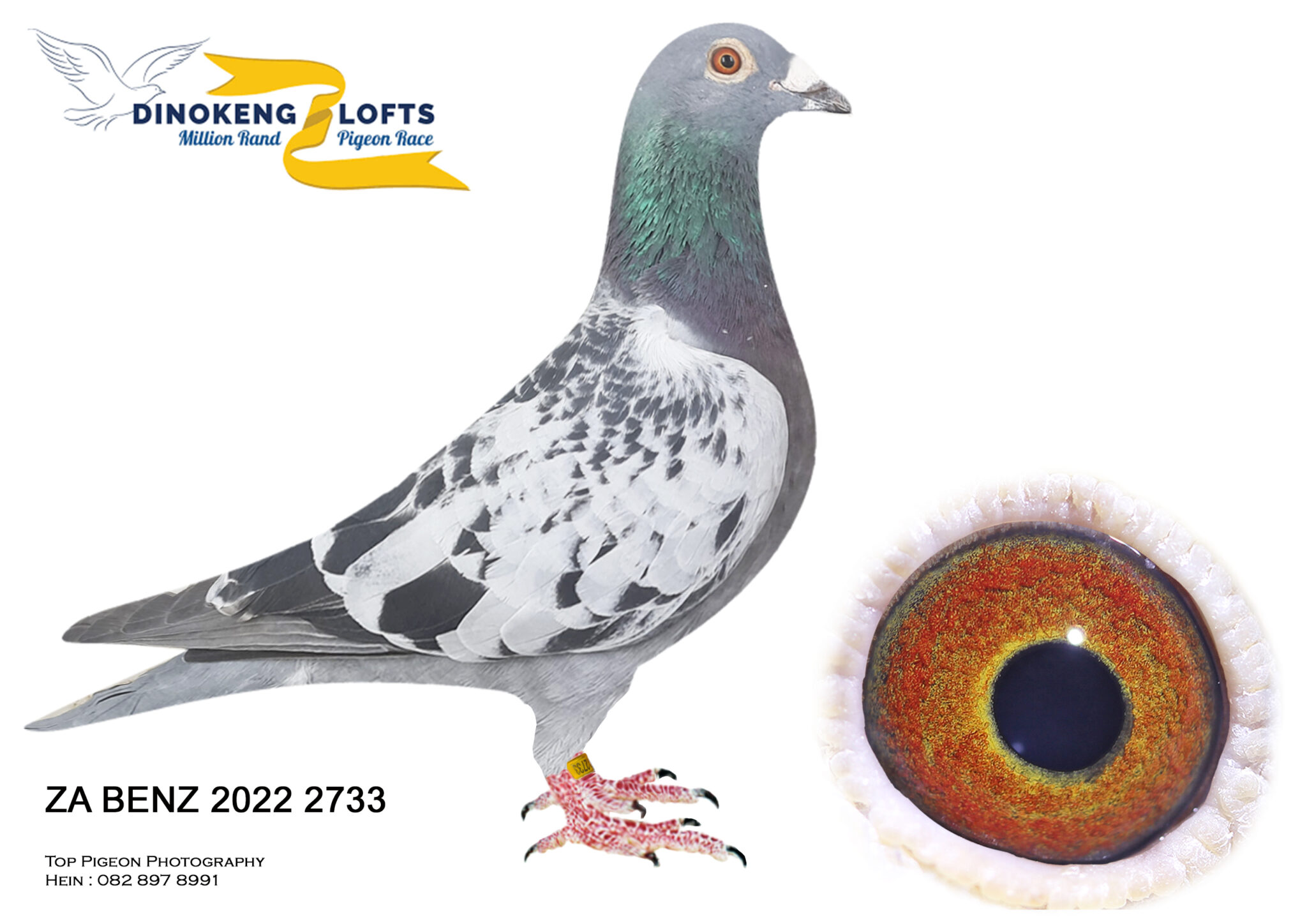 LOT 15 DINOKENG OLR AUCTION 4 A -TEAM OLD BOYS SYNDICATE – ZA 22 BENZ 2733 – NO PEDIGREE!!