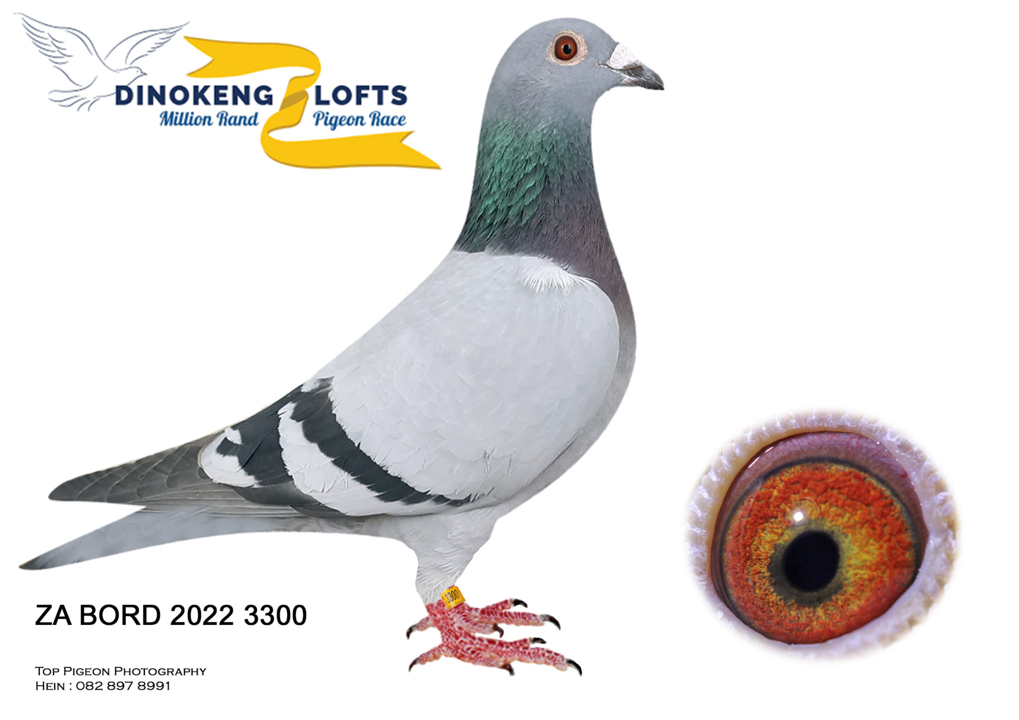 Lot 20 Dinokeng Auction 3-ENGELBRECHT & PHILLIPS-ZA BORD 22 3300 – SIRE: 4011 SRPV 19 BUTCH ...