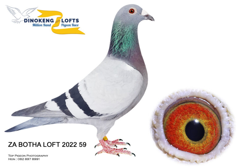 z..Lot 101 Dinokeng Auction 3-WEBSTER LOFTS-ZA DIAS 22 68 – Full Brother to: “GameBreaker Boss ...