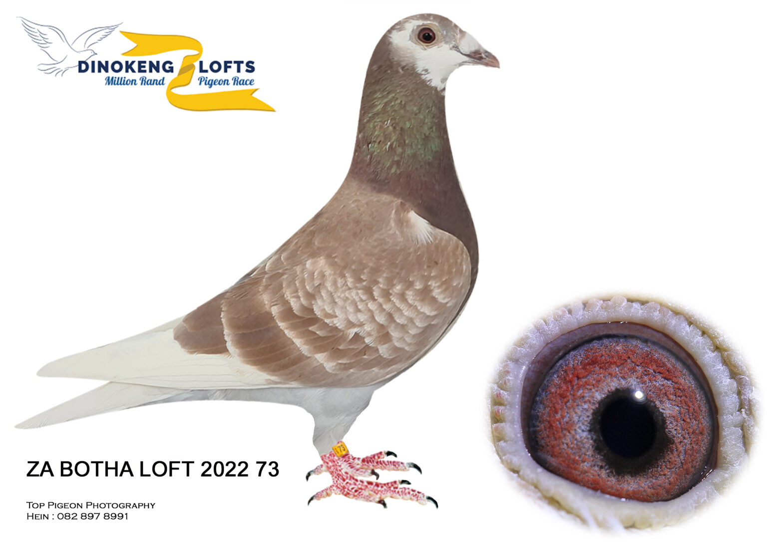 .LOT 1 BOTHA LOFTS – ZA BOTHA LOFT 22 73 RED PIED ———SIRE IS SAME BRED AS DYNASTY” (SOLD FOR R65 ...