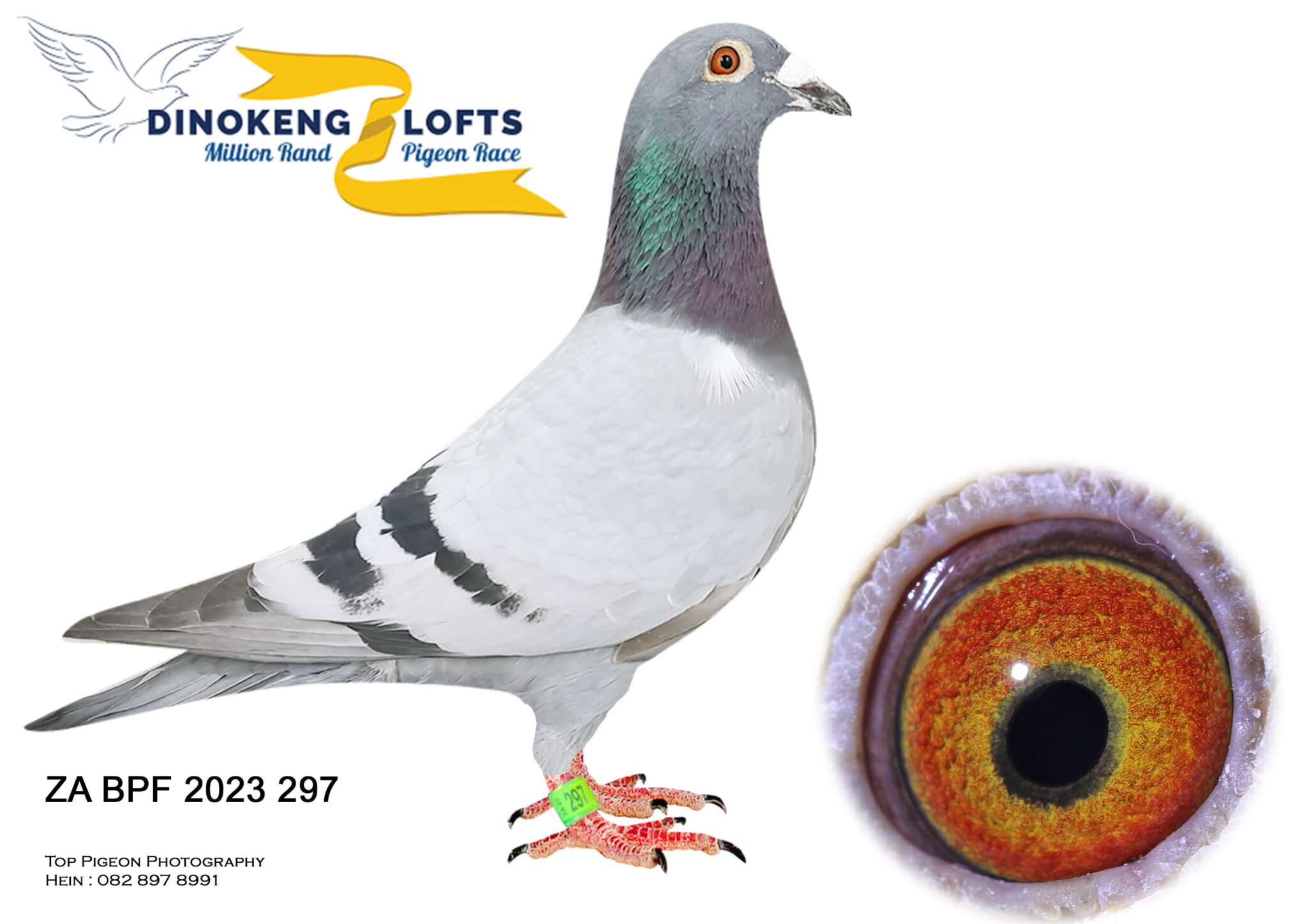 Lot 98 Dinokeng Auction 3-TSUNAMI LOFTS-JJJ VD LINDE-RAM-ZA BPF 23 297 – SIRE: 0125 ZA 18 BPFD ...