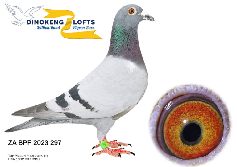 Lot 98 Dinokeng Auction 3-TSUNAMI LOFTS-JJJ VD LINDE-RAM-ZA BPF 23 297 – SIRE: 0125 ZA 18 BPFD ...