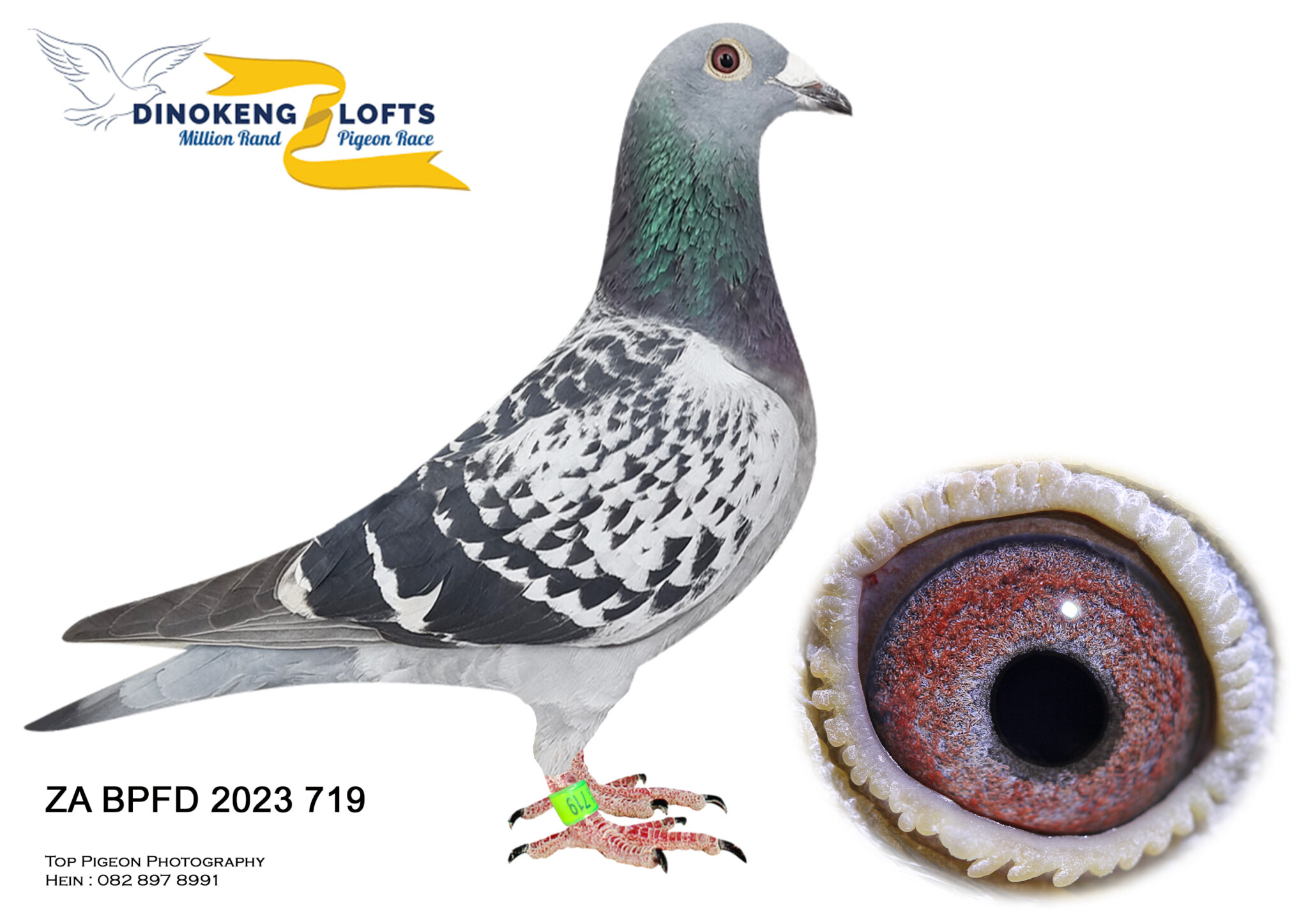 .LOT 3 R500 BARGAIN BOX – -ZA BPFD 23 719(NO PEDIGREE) – BRED BY CC BOOYENS & D CALITZ