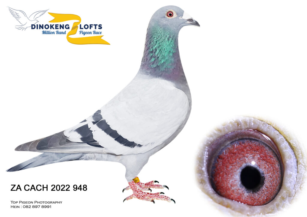 z..Lot 101 Dinokeng Auction 3-WEBSTER LOFTS-ZA DIAS 22 68 – Full Brother to: “GameBreaker Boss ...