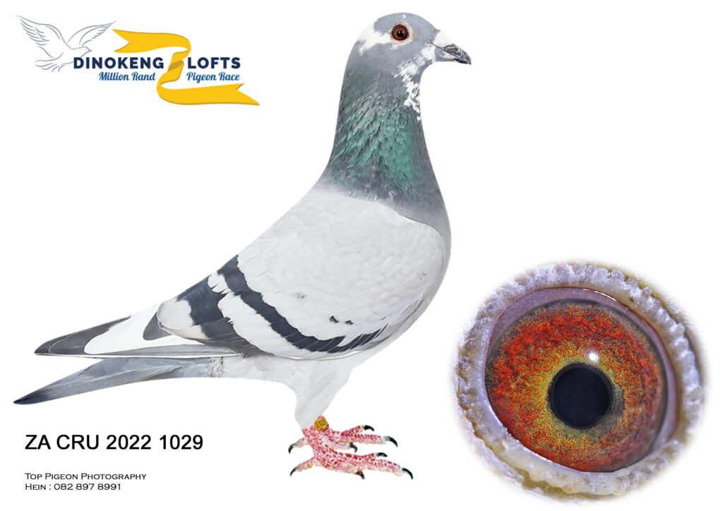 Lot 25 Dinokeng Auction 3-FERDIE COETZER-ZA CRU 1029 – SIRE: 6218 TRPF 21 ZA. Alias “The Fighter ...