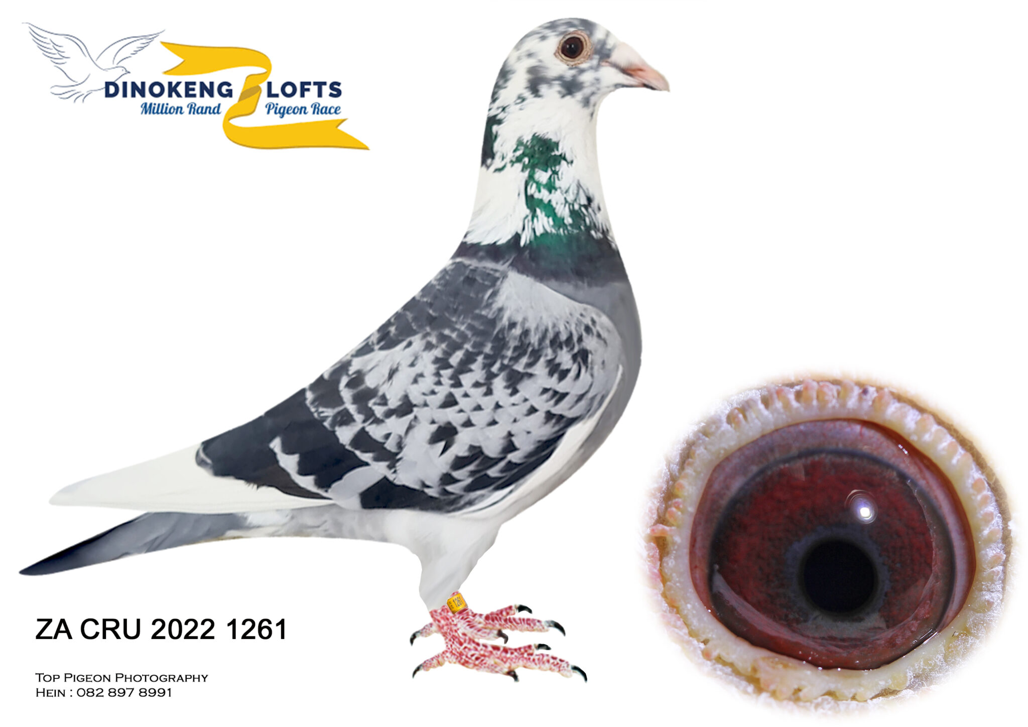 Lot 19 Dinokeng Auction 3-FERDIE COETZER-ZA CRU 22 1261 CHPD – SIRE: 6218 TRPF 21 ZA. Alias “The ...