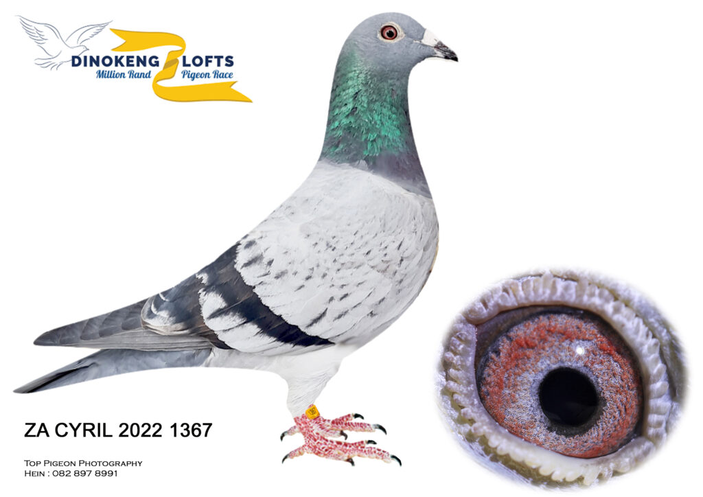 Lot 50 Dinokeng Auction 3-LEN KNOETZE LOFTS-ZA CYRIL 22 1367 – SIRE:1849 ZA GRPF 21 ‘Wildfire ...