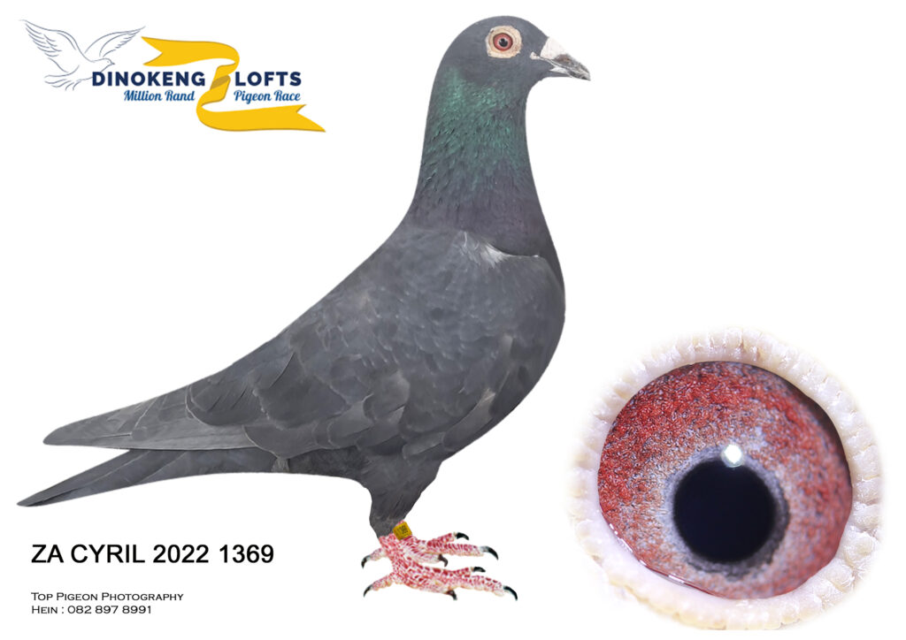 LOT 29 DINOKENG OLR AUCTION 4 A -SOETDORING & LEN KNOETZE – ZA 22 CYRILS 1369 – SIRE:0517 ZA ...