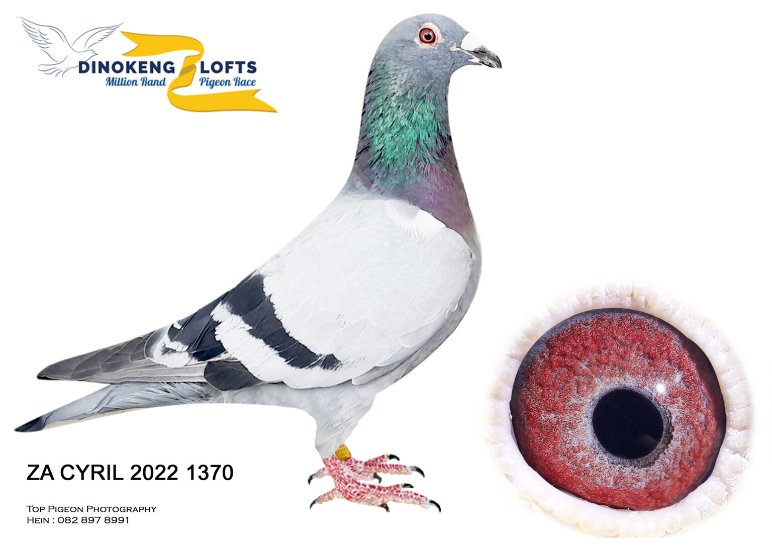 .LOT 7 DINOKENG OLR AUCTION 4 A – LEN KNOETZE LOFTS – ZA 22 CYRL 1370 – SIRE:2420 ZA CYRL 20 Son ...