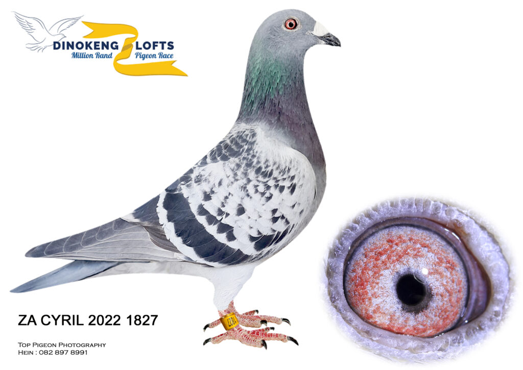 Lot 95 Dinokeng Auction 3-SAMUEL LOFTS-ZA SAMUEL LOFT 22 216 – Sire : 08038 ZA 15 TRPF. DOUBLE ...