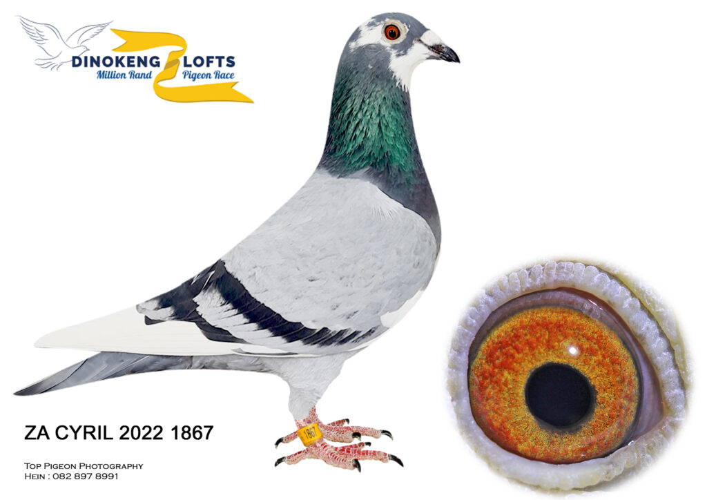 Lot 93 Dinokeng Auction 3-PHALA PHALA LOFTS TEAM 1-ZA CYRIL 22 1867(NO PEDIGREE)