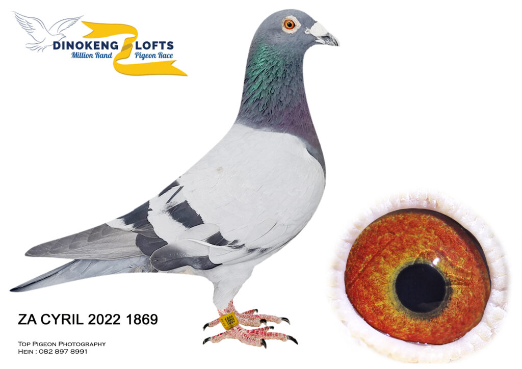 Z..LOT 113 DINOKENG OLR AUCTION 4 B – INTER PROVINCIAL QUARTET – ZA 22 NIX 3287 BB – SIRE: 4462 ...