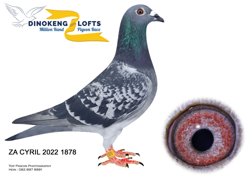 z..Lot 109 Dinokeng Auction 3-PHALA PHALA LOFTS TEAM 2-ZA CYRIL 22 1878(NO PEDIGREE)