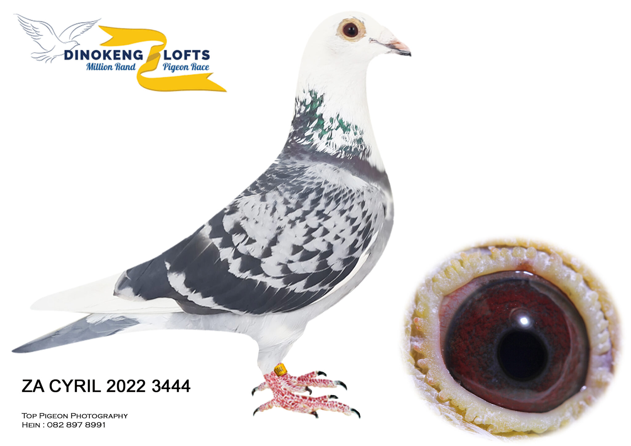 Lot 21 Dinokeng Auction 3-FOUR WORX-ZA CYRIL 22 3444 CHECK PIED -SIRE : 606 ZA 20 NOVP . Alias ...