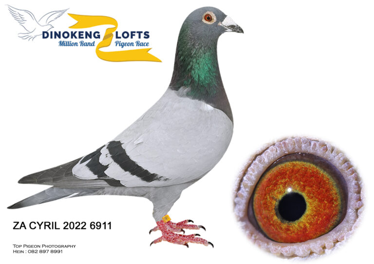 z..Lot 118 Dinokeng Auction 3-PHALA PHALA LOFTS TEAM 2-ZA CYRIL 22 6911(NO PEDIGREE)