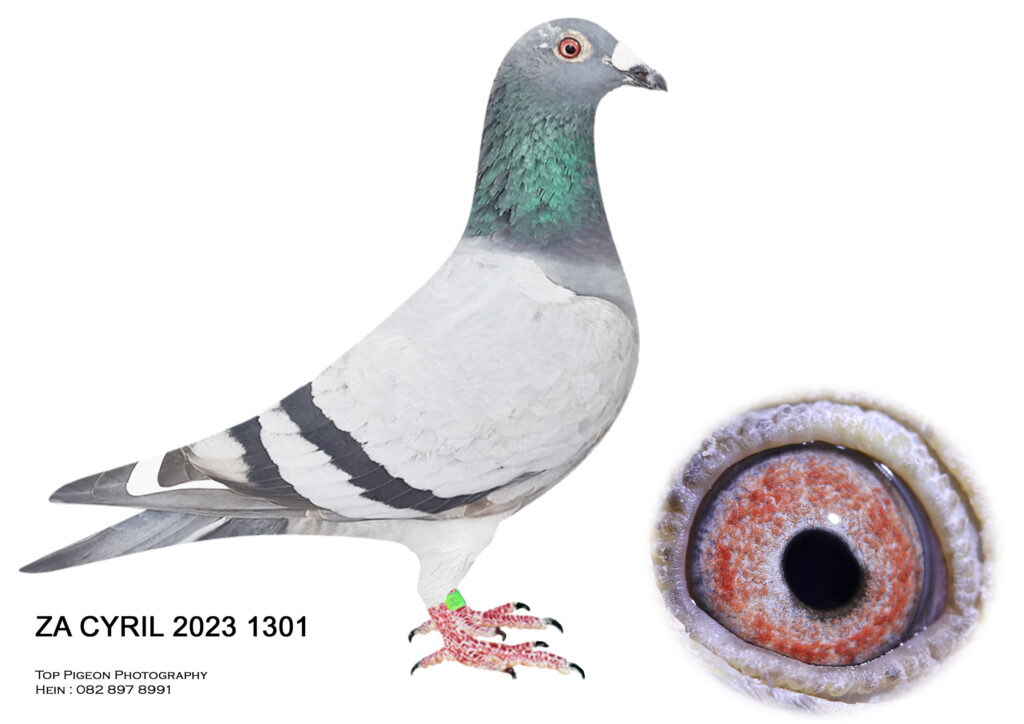 Lot 87 Dinokeng Auction 3-PHALA PHALA LOFTS-TEAM 1-ZA CYRIL 23 1301 (NO PEDIGREE)