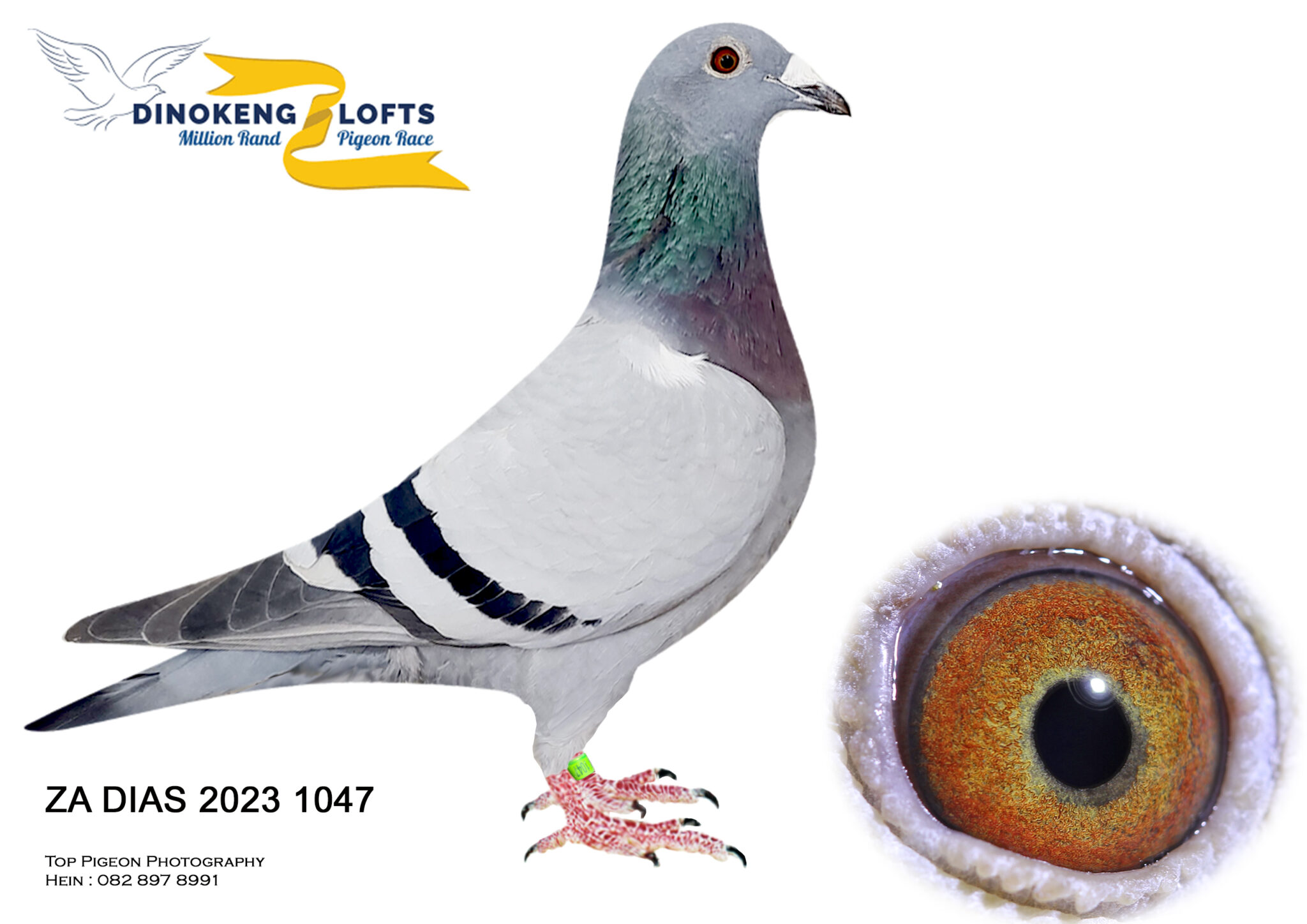 Lot 77 Dinokeng Auction 3-ENGELBRECHT & PHILLIPS-ZA DIAS 23 1047 BBAR – SIRE: ZA 21 GRPF 2361 CH ...