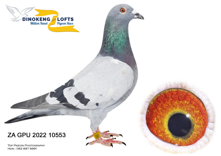 LOT 59 DINOKENG OLR AUCTION 4 A -GYS EN HANS – ZA 22 GPU 10553- NO PEDIGREE!!