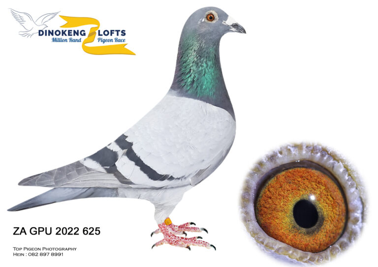 Lot 34 Dinokeng Auction 3-KINGS & GYS LOUW-TEAM 2(BRED BY PIGEON PALACE)-ZA GPU 22 625 BBAR ...