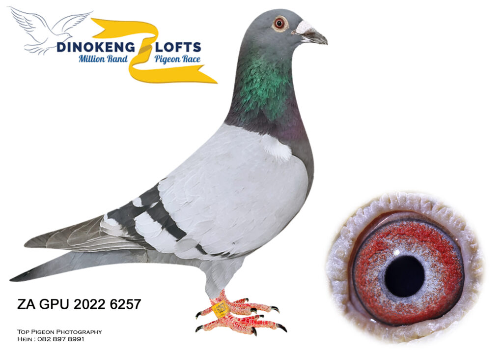 Lot 45 Dinokeng Auction 3-KOEKEMOER & JOE GOMES-ZA GPU 22 6257 – SIRE: ZA 20 GPU 10999. BRED OUT ...