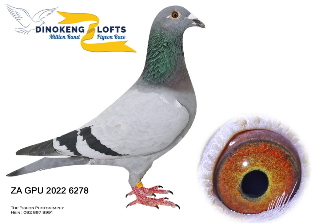 Lot 65 Dinokeng Auction 3-KOEKEMOER & JOE GOMES-ZA GPU 22 6278 – SIRE: ZA 20 TRPF 1875 “PIED JNR ...