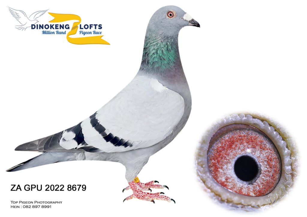 z..Lot 116 Dinokeng Auction 3-THE SKY TEAM-ZA GRPF 22 2991 – SIRE: ZA 14 TRPF 10838. HERBOTS ...