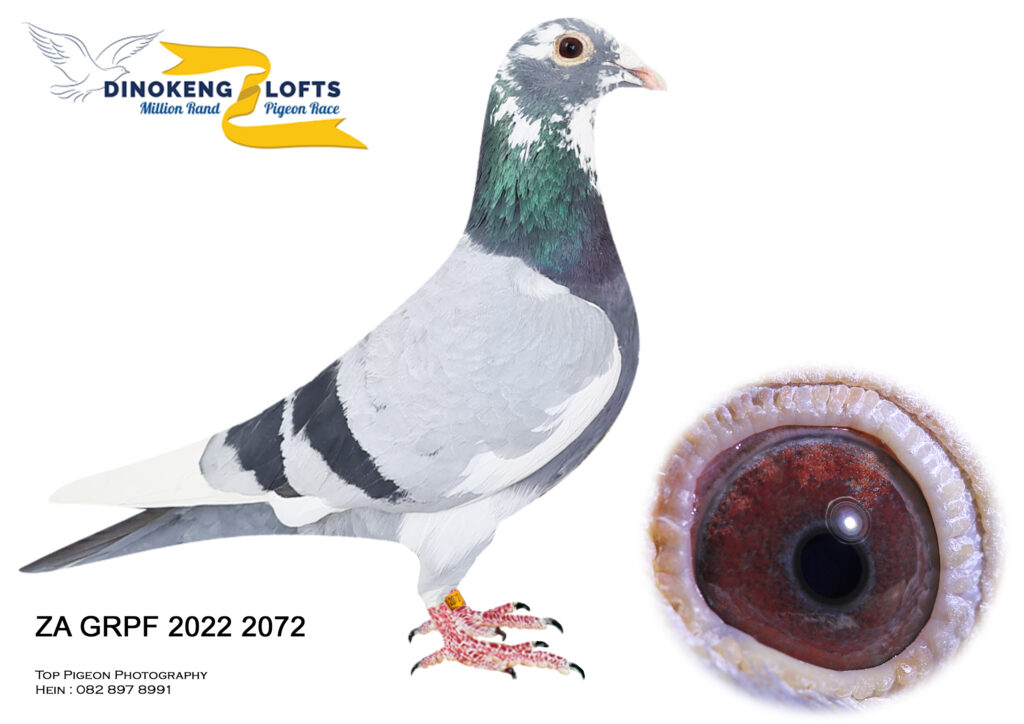 Lot 86 Dinokeng Auction 3-MARIETJIE JONKER-ZA PWF 22 15143 WHITE -SIRE: ZA 14 GPU 04413 . 7 X ...